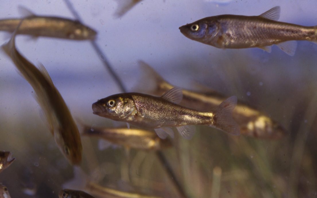 Borax Lake Chub: Conserving a High Desert Survivor - Cool Green Science
