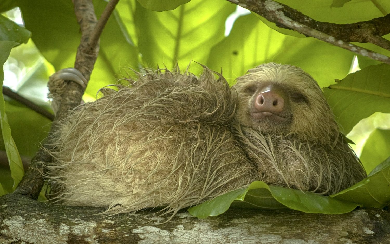 The 4-Second Nap: Unusual Sleep Habits of Animals - Cool Green Science