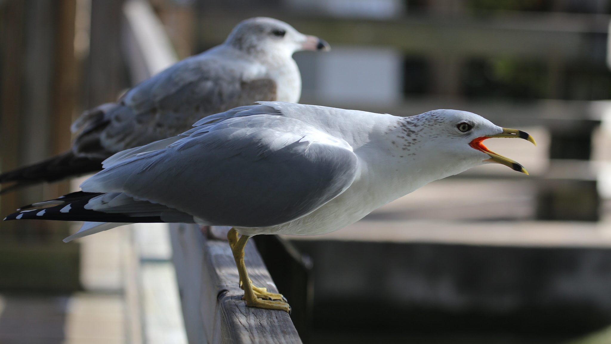 Extreme Birding: Gull Watching at the Landfill - Cool Green Science