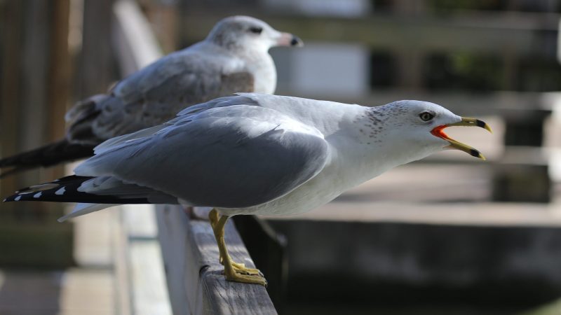 Extreme Birding: Gull Watching at the Landfill - Cool Green Science