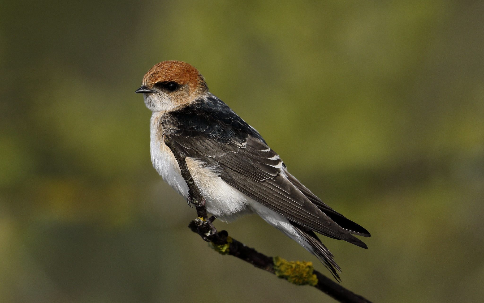 Extreme Birding: How To Do A Big Year On A Budget - Cool Green Science