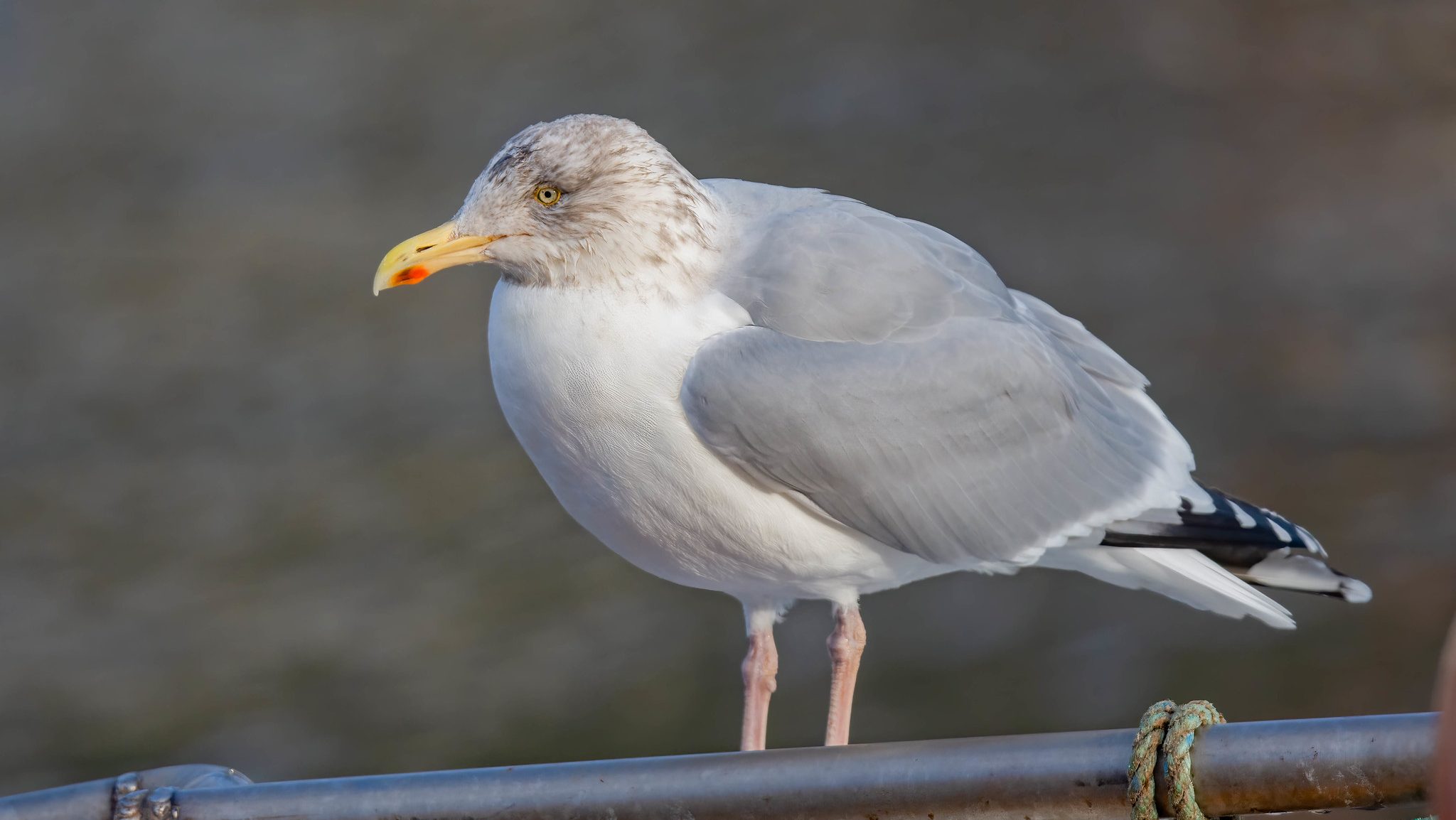 Extreme Birding: Gull Watching at the Landfill - Cool Green Science