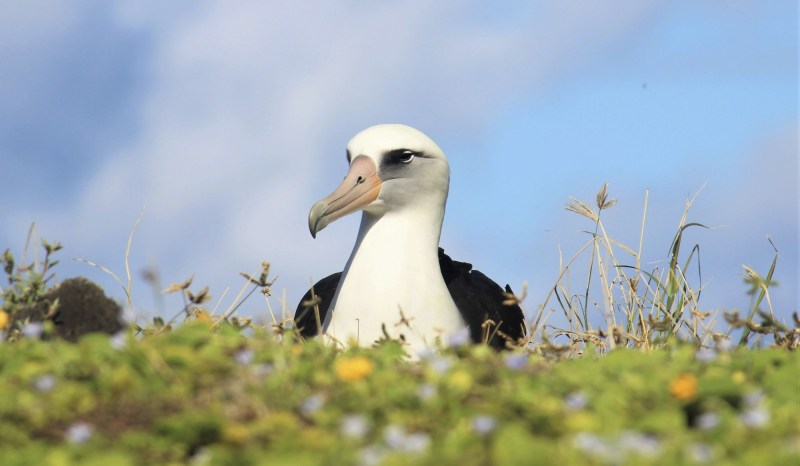 Extreme Birding: The Strange Magic of Pelagics - Cool Green Science