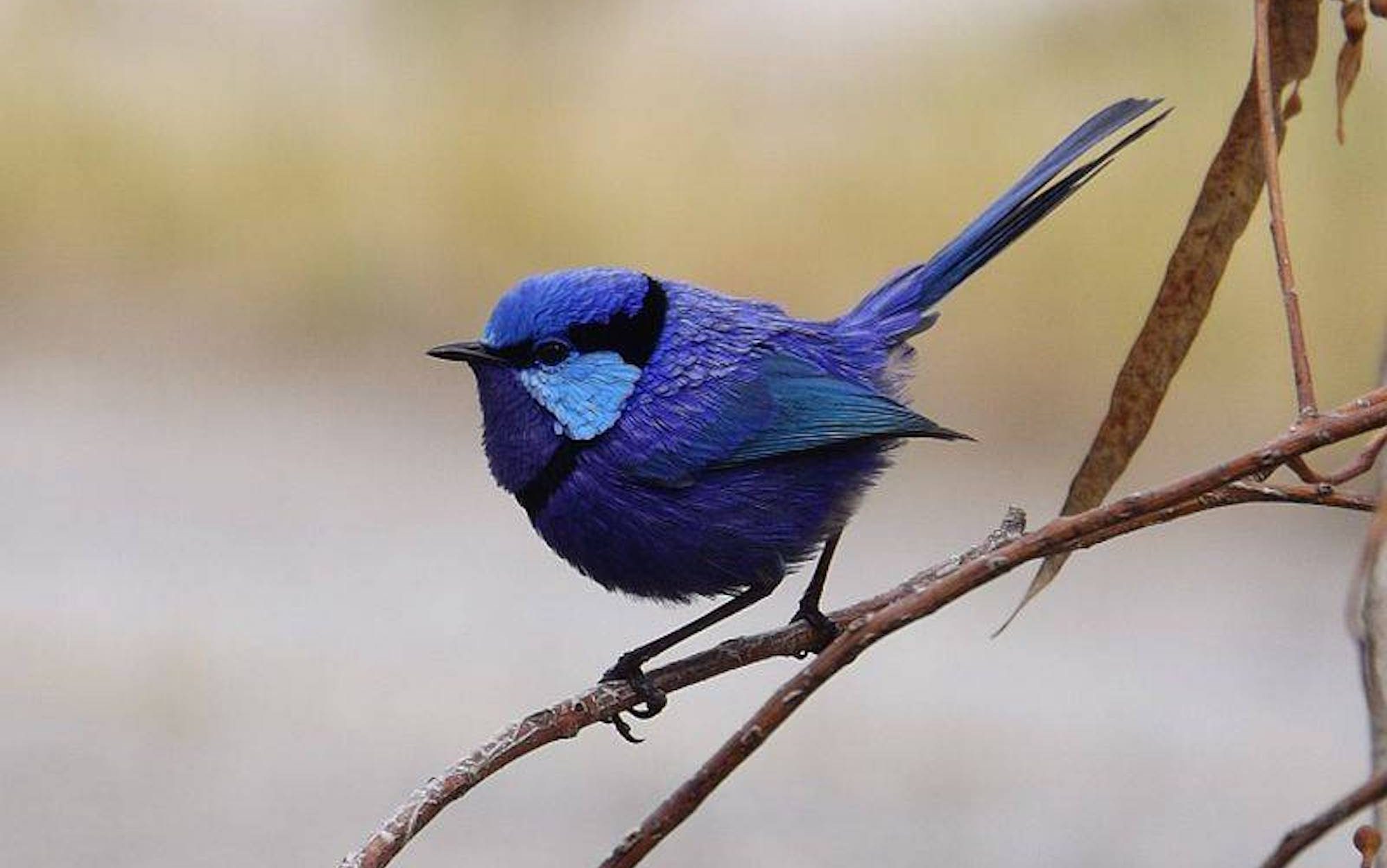 Extreme Birding: How To Do A Big Year On A Budget - Cool Green Science