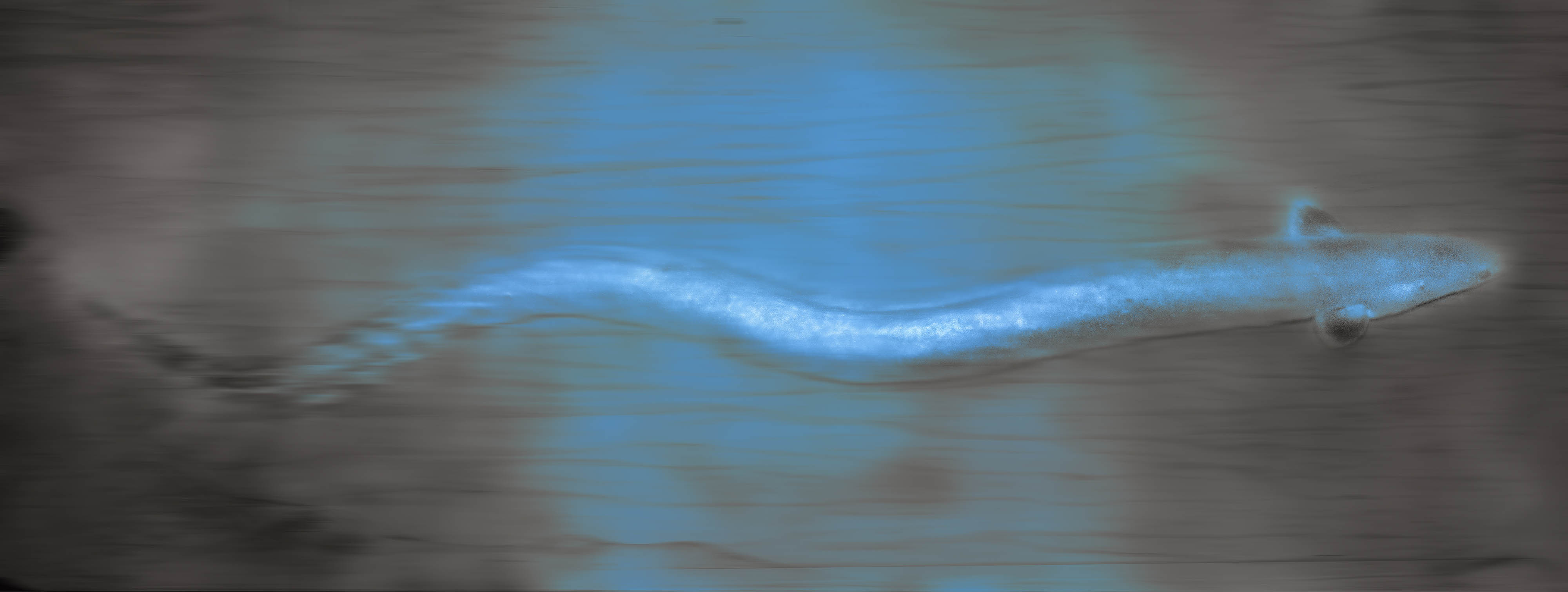 Photographing Eels in the Dark - Cool Green Science