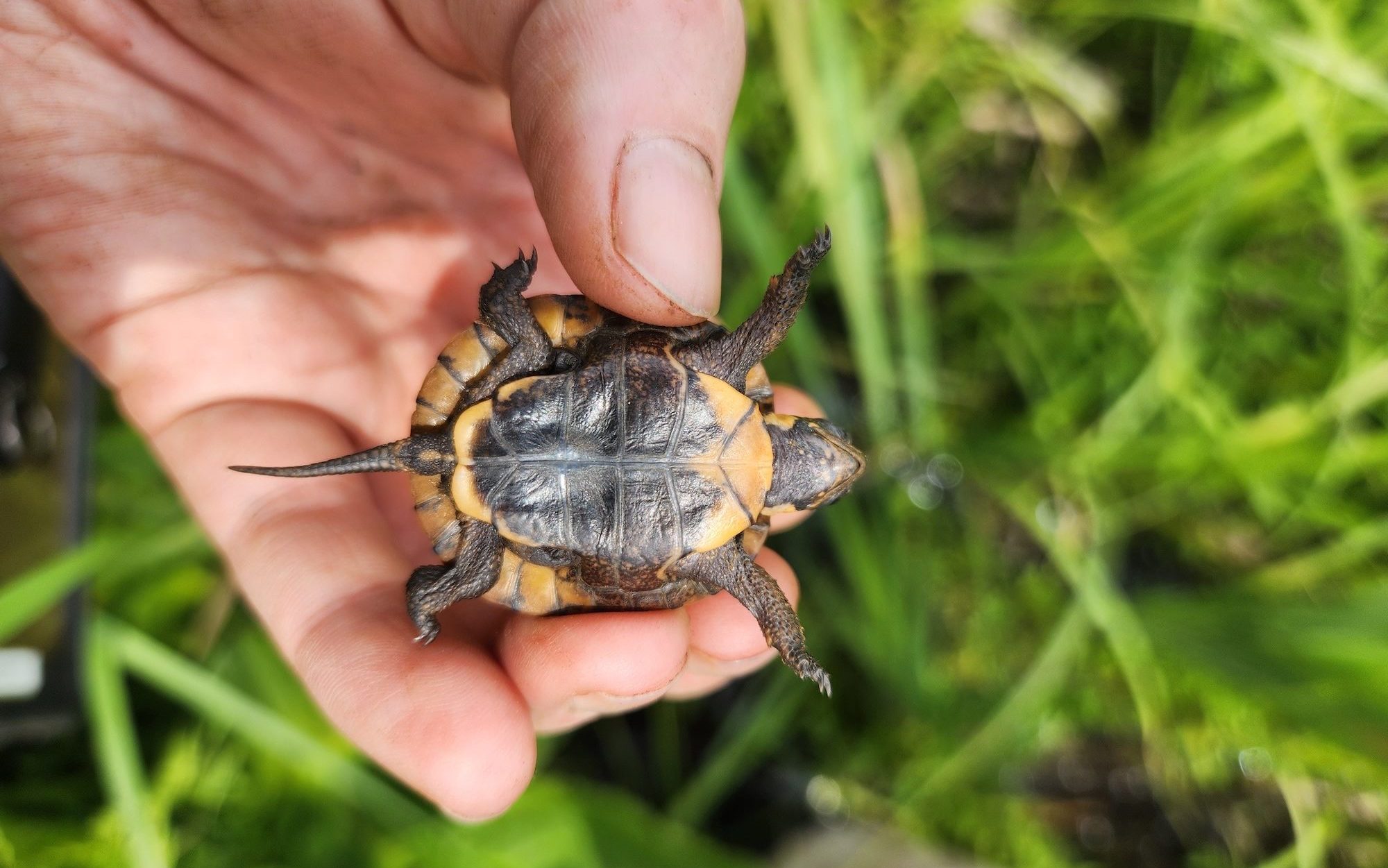 The Search for America’s Tiniest Turtles - Cool Green Science
