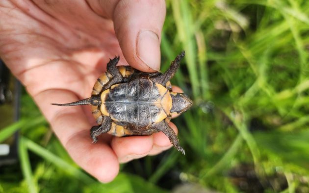 The Search for America’s Tiniest Turtles - Cool Green Science