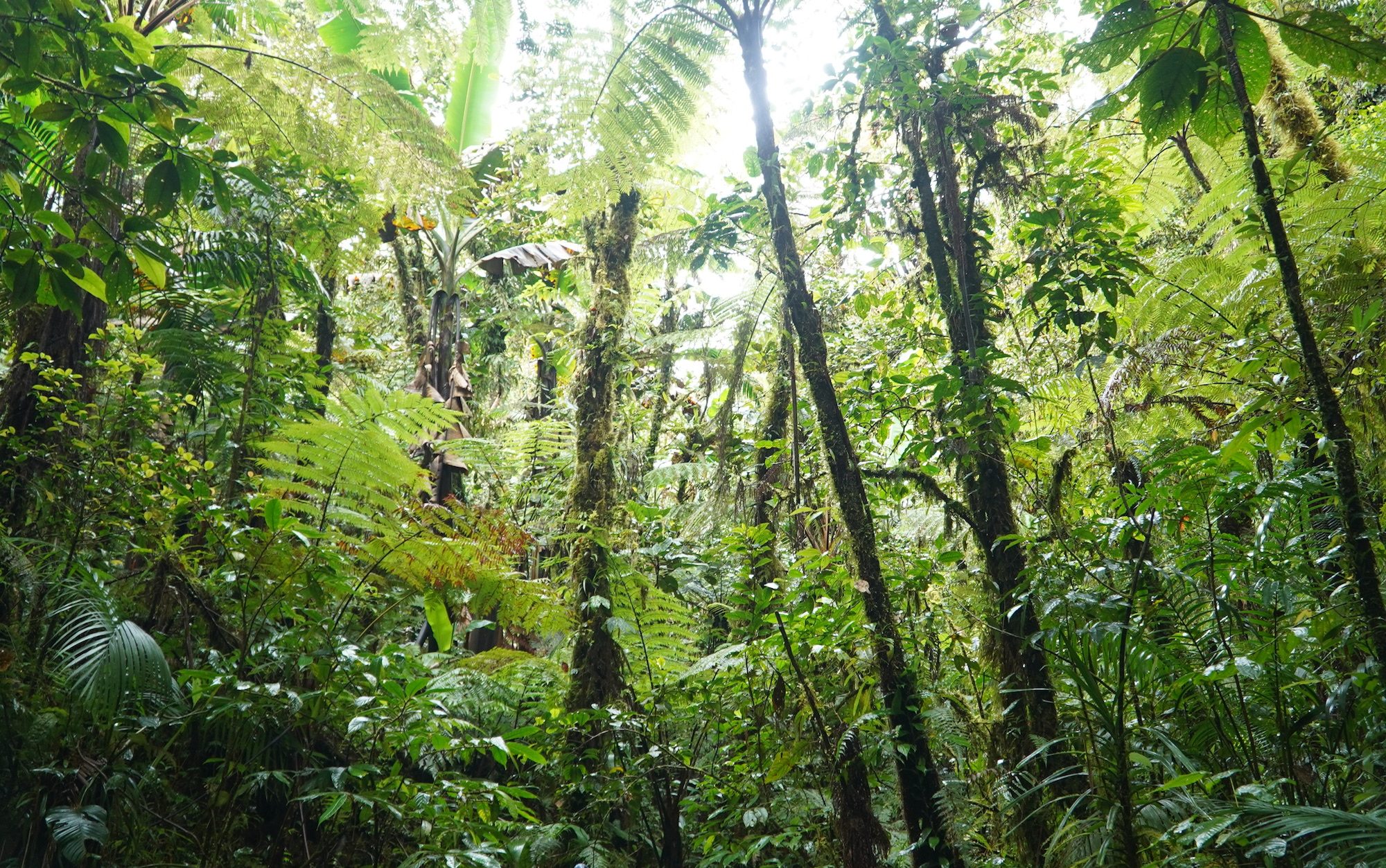 Scientists Re-Discover Giant Rat Not Seen in 30+ Years - Cool Green Science
