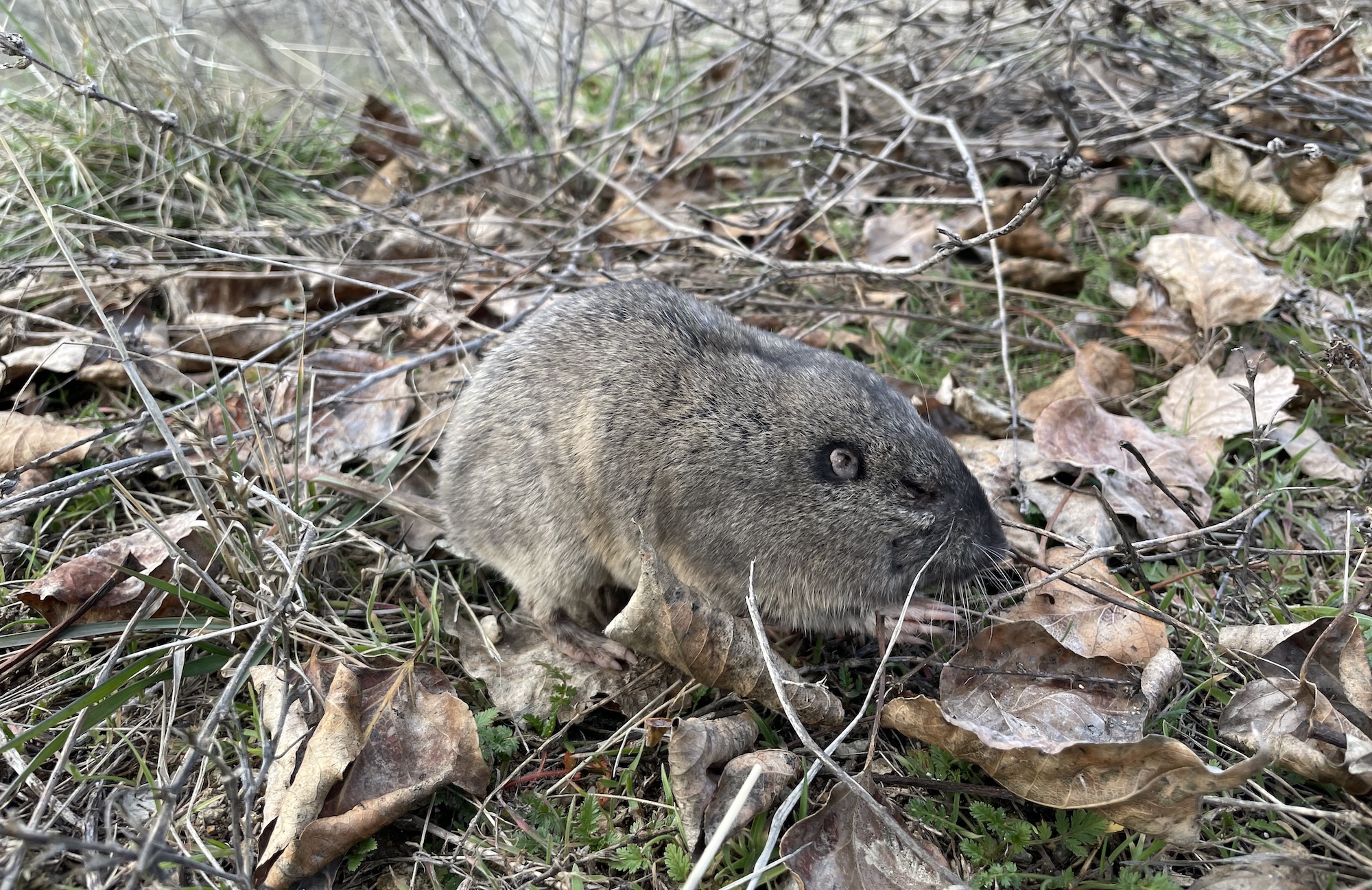 Quality Time with Pocket Gophers - Cool Green Science