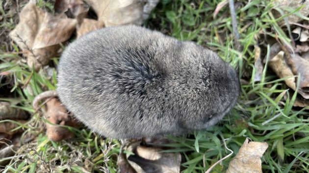Quality Time with Pocket Gophers - Cool Green Science