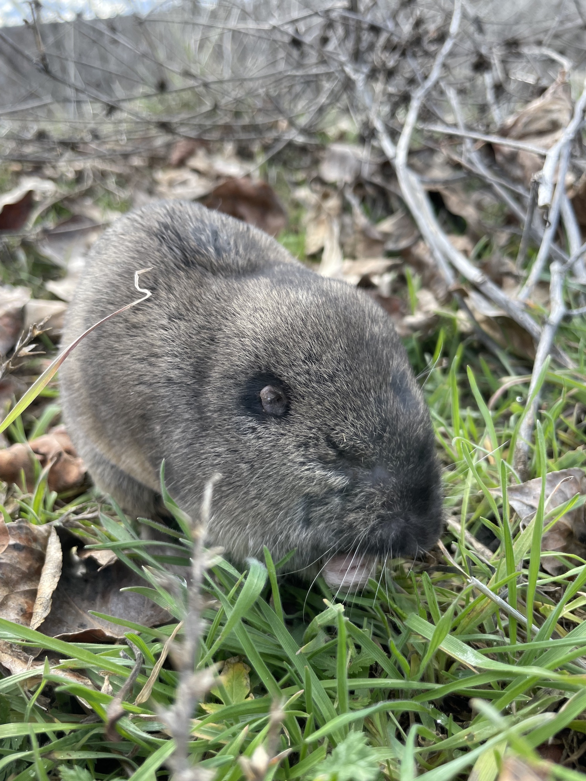 Quality Time with Pocket Gophers - Cool Green Science