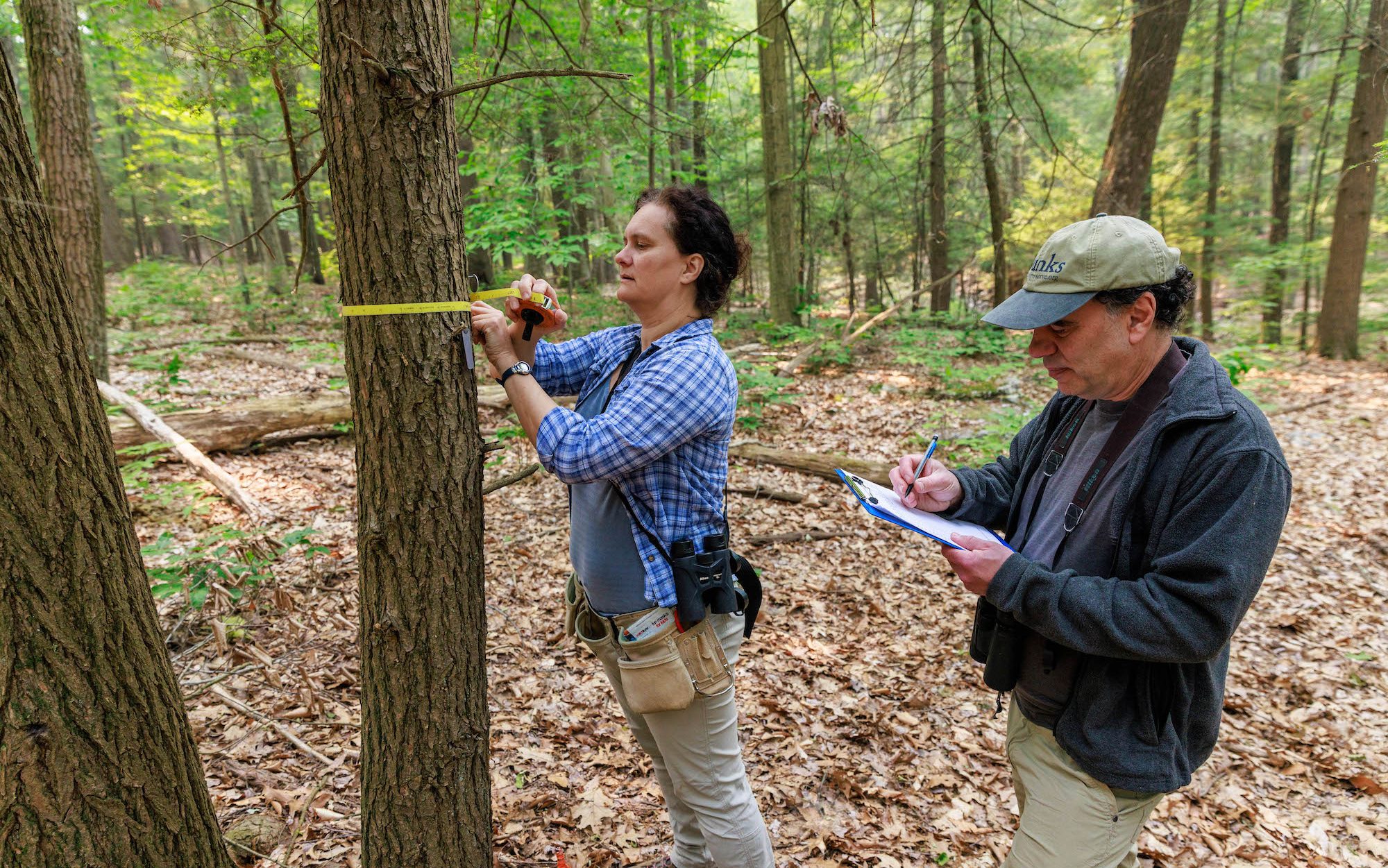 The Search for “Lingering Trees” Offers Hope for Imperiled Species - Cool Green Science