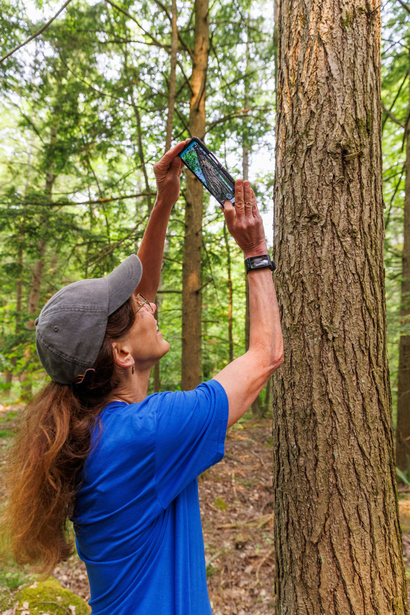 The Search for “Lingering Trees” Offers Hope for Imperiled Species ...