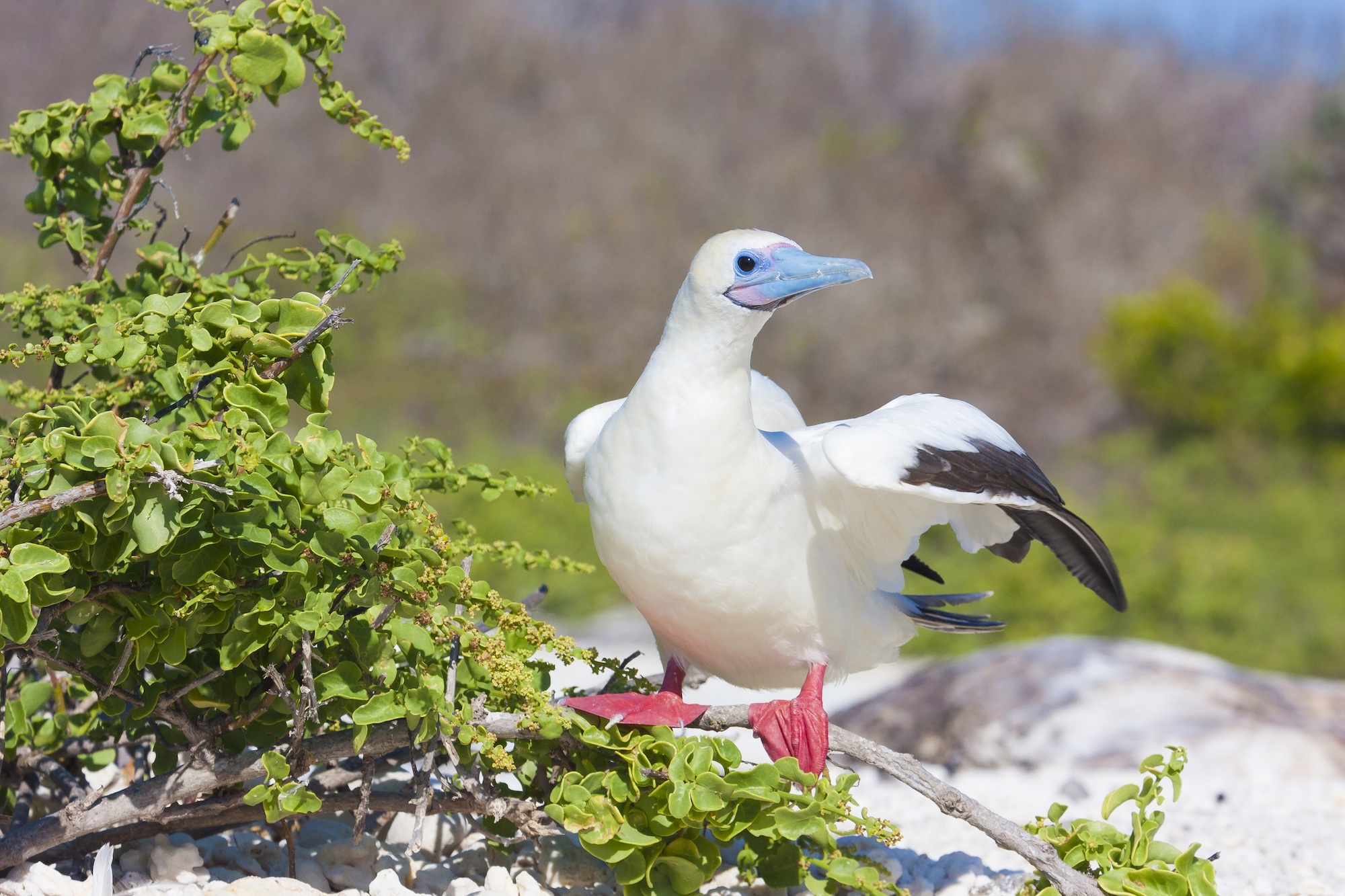 Want Resilient Coral Reefs? Bring Back Seabirds - Cool Green Science Want Resilient Coral Reefs? Bring Back Seabirds - Cool Green Science