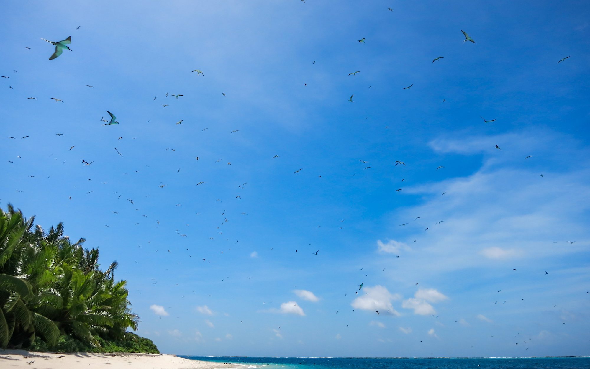 Want Resilient Coral Reefs? Bring Back Seabirds - Cool Green Science