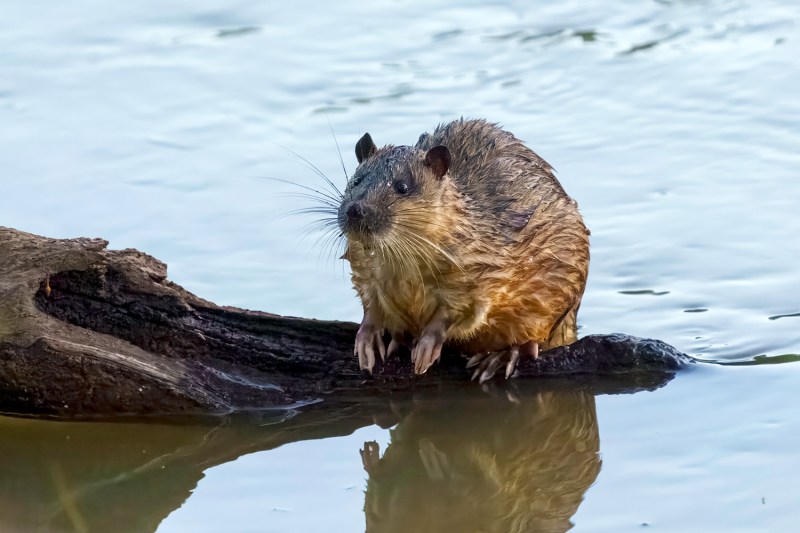 Meet the Amazing Giant Rats of Oceania - Cool Green Science