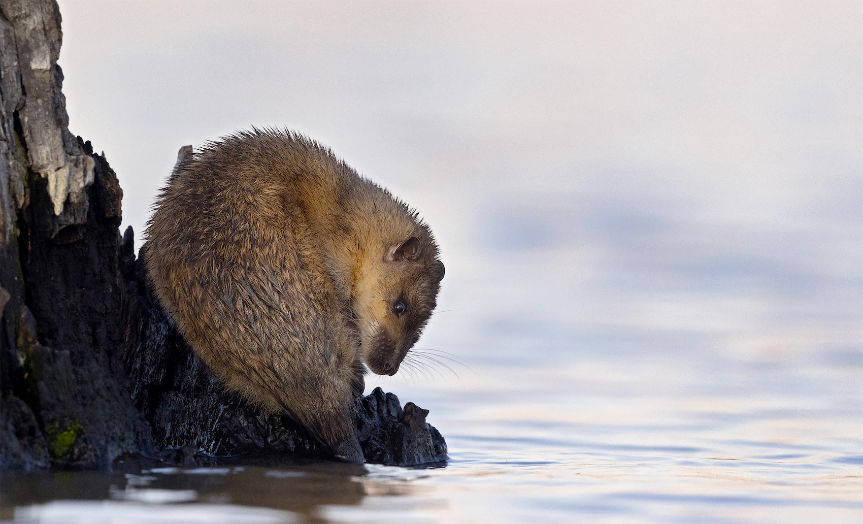 Meet the Amazing Giant Rats of Oceania - Cool Green Science
