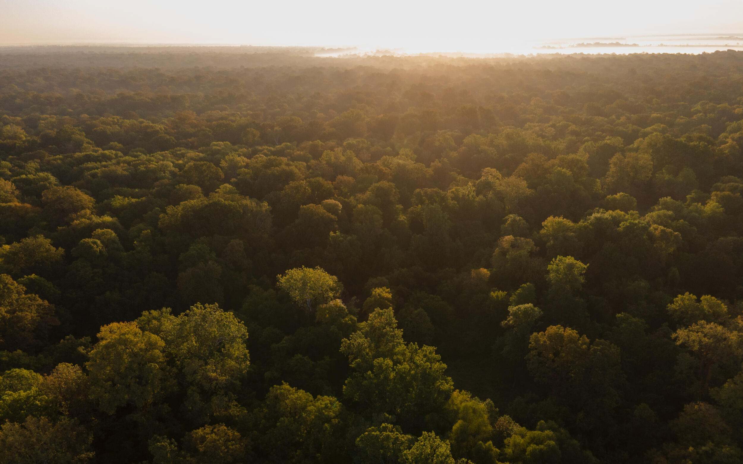 Overlooked ‘Albedo’ Effect Should Be Factored into Tree Cover ...