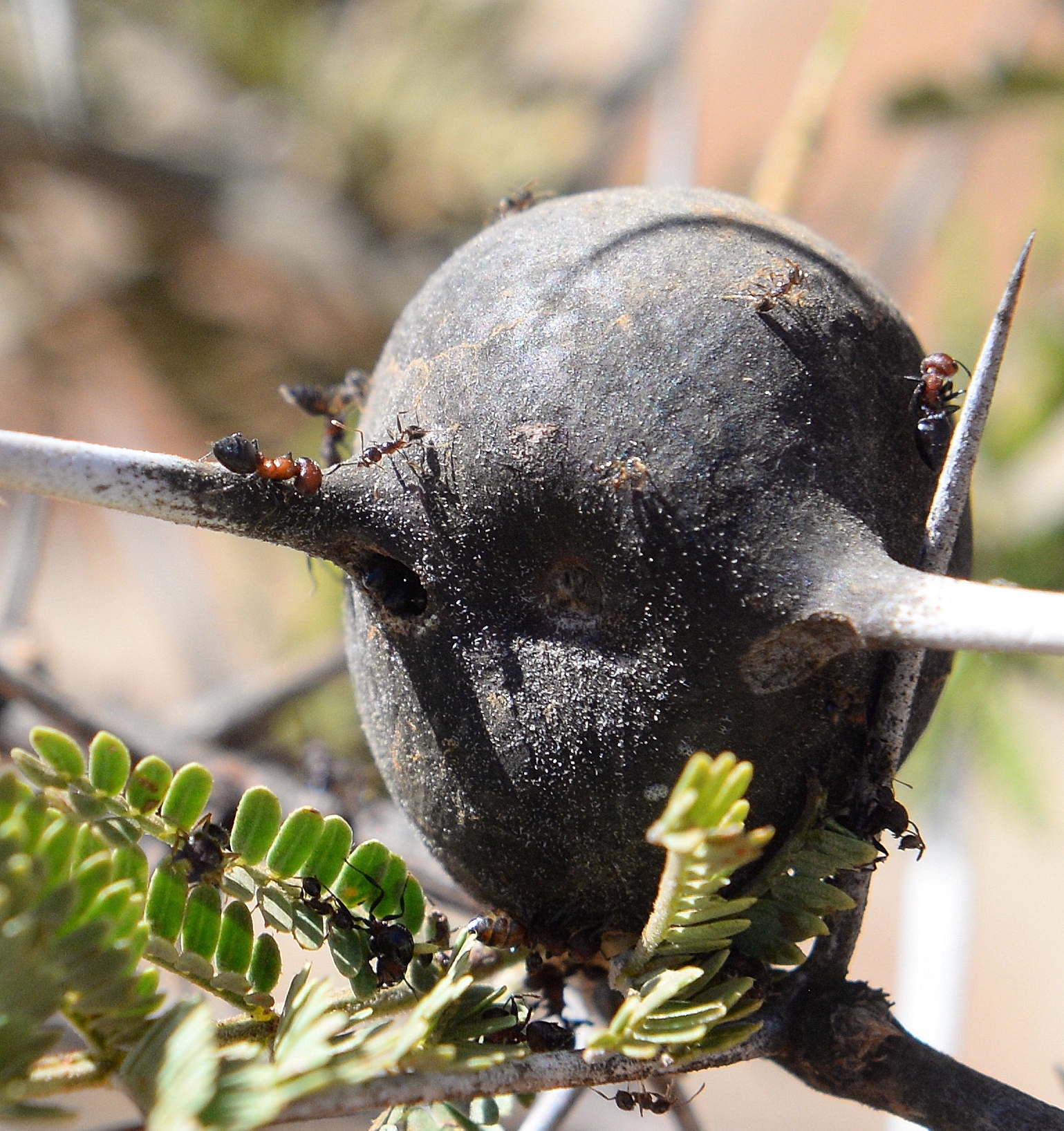 How An Invasive Ant Affects East Africa’s Iconic Wildlife - Cool Green ...