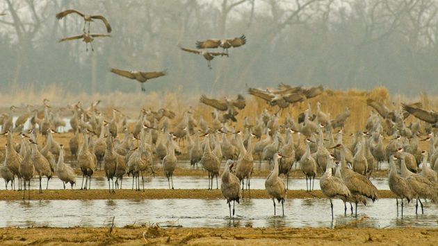 Did You Know Sandhill Cranes Dye Their Feathers? - Cool Green Science