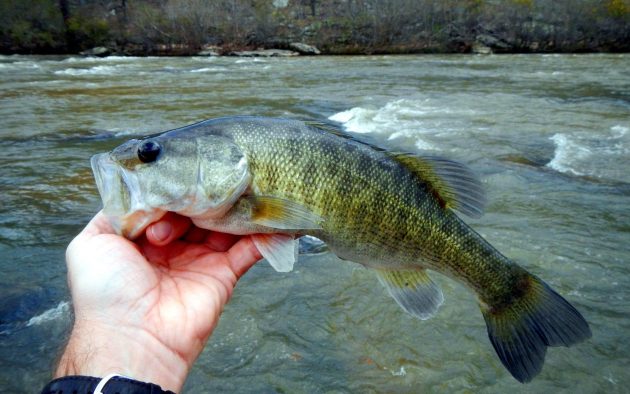 50 Fish, 50 States: Bass of the Waterfalls - Cool Green Science
