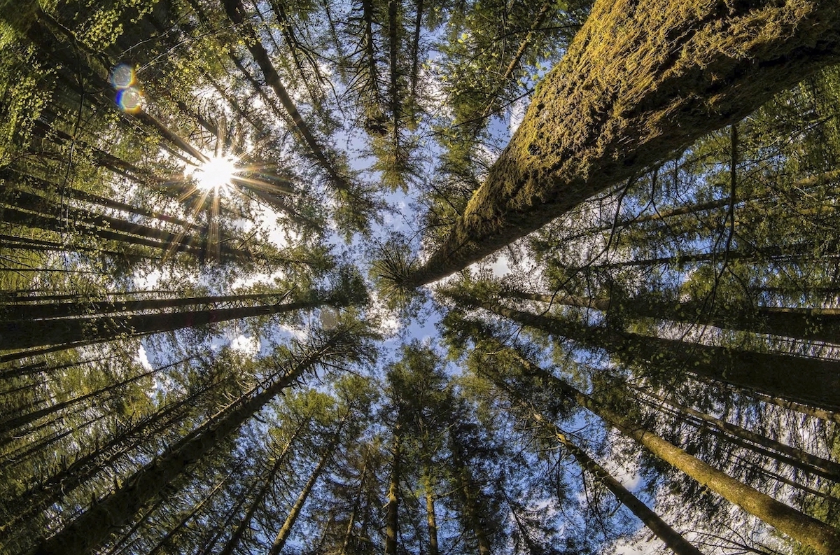 Overlooked ‘Albedo’ Effect Should Be Factored into Tree Cover ...
