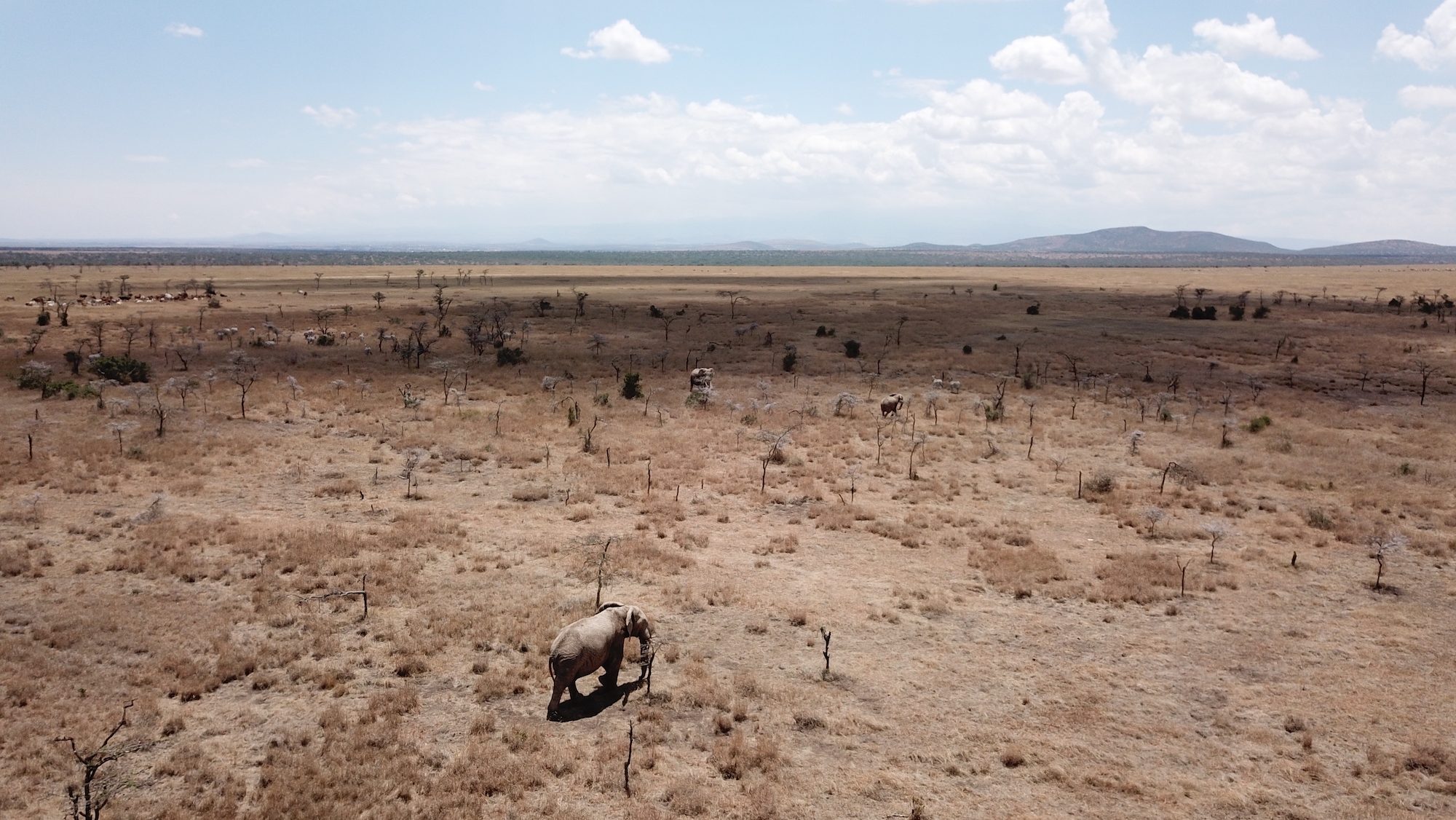 How An Invasive Ant Affects East Africa’s Iconic Wildlife - Cool Green ...