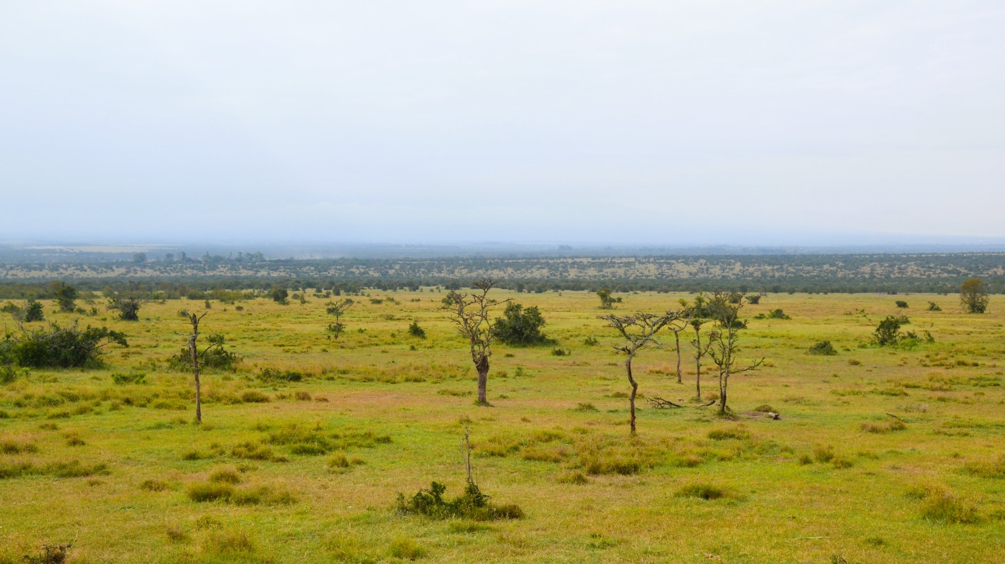 How An Invasive Ant Affects East Africa’s Iconic Wildlife - Cool Green ...