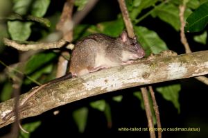 Meet the Amazing Giant Rats of Oceania - Cool Green Science