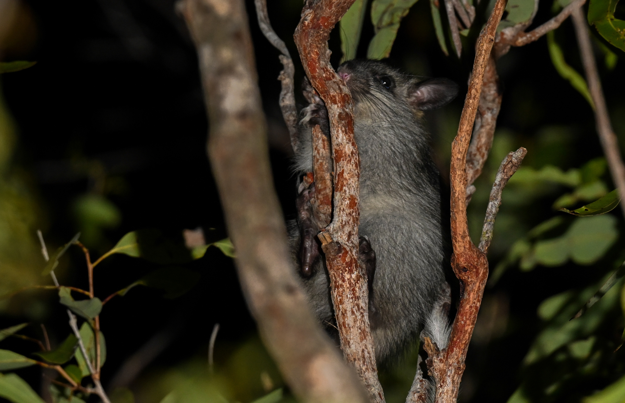 Meet the Amazing Giant Rats of Oceania - Cool Green Science