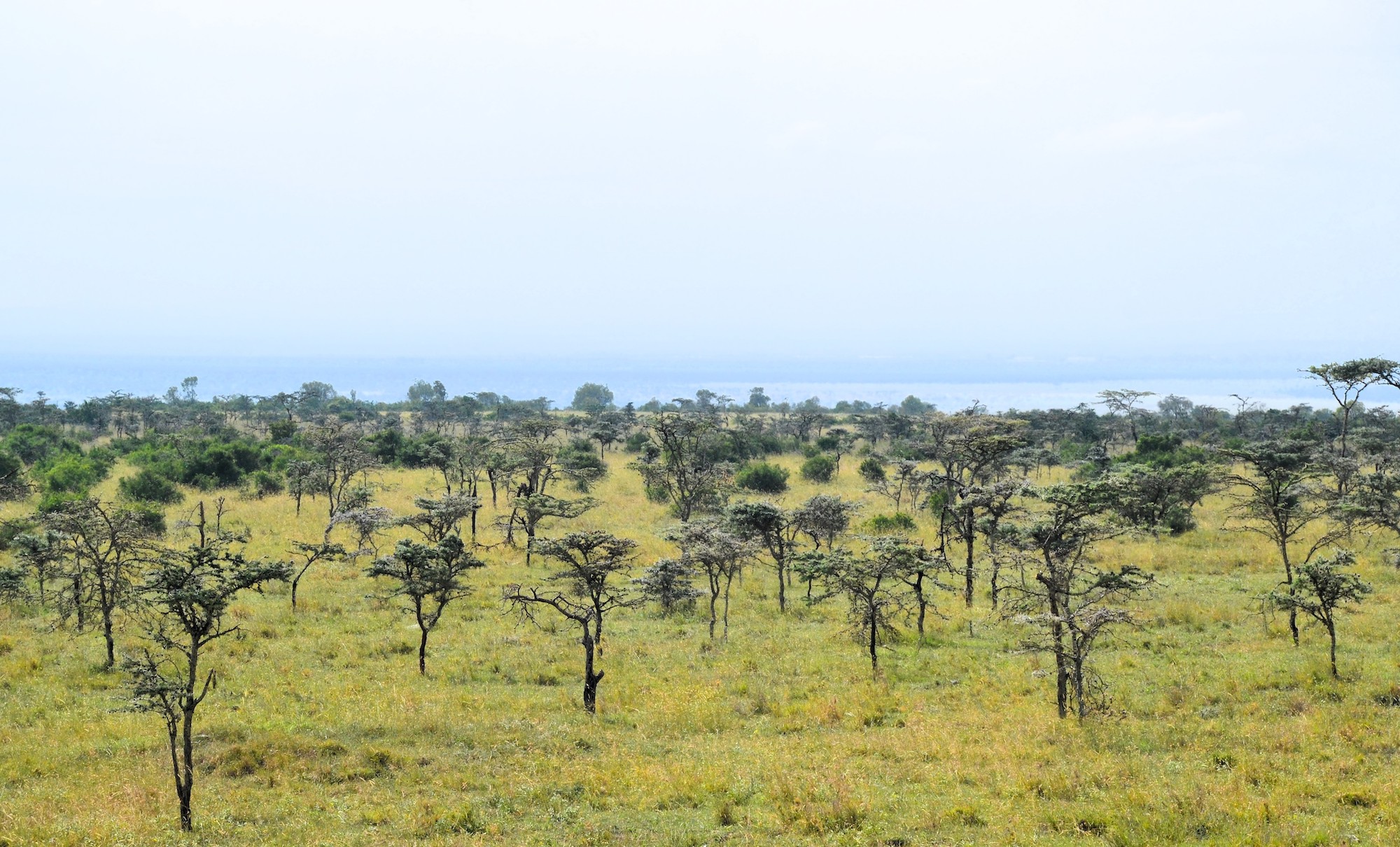 How An Invasive Ant Affects East Africa’s Iconic Wildlife - Cool Green ...