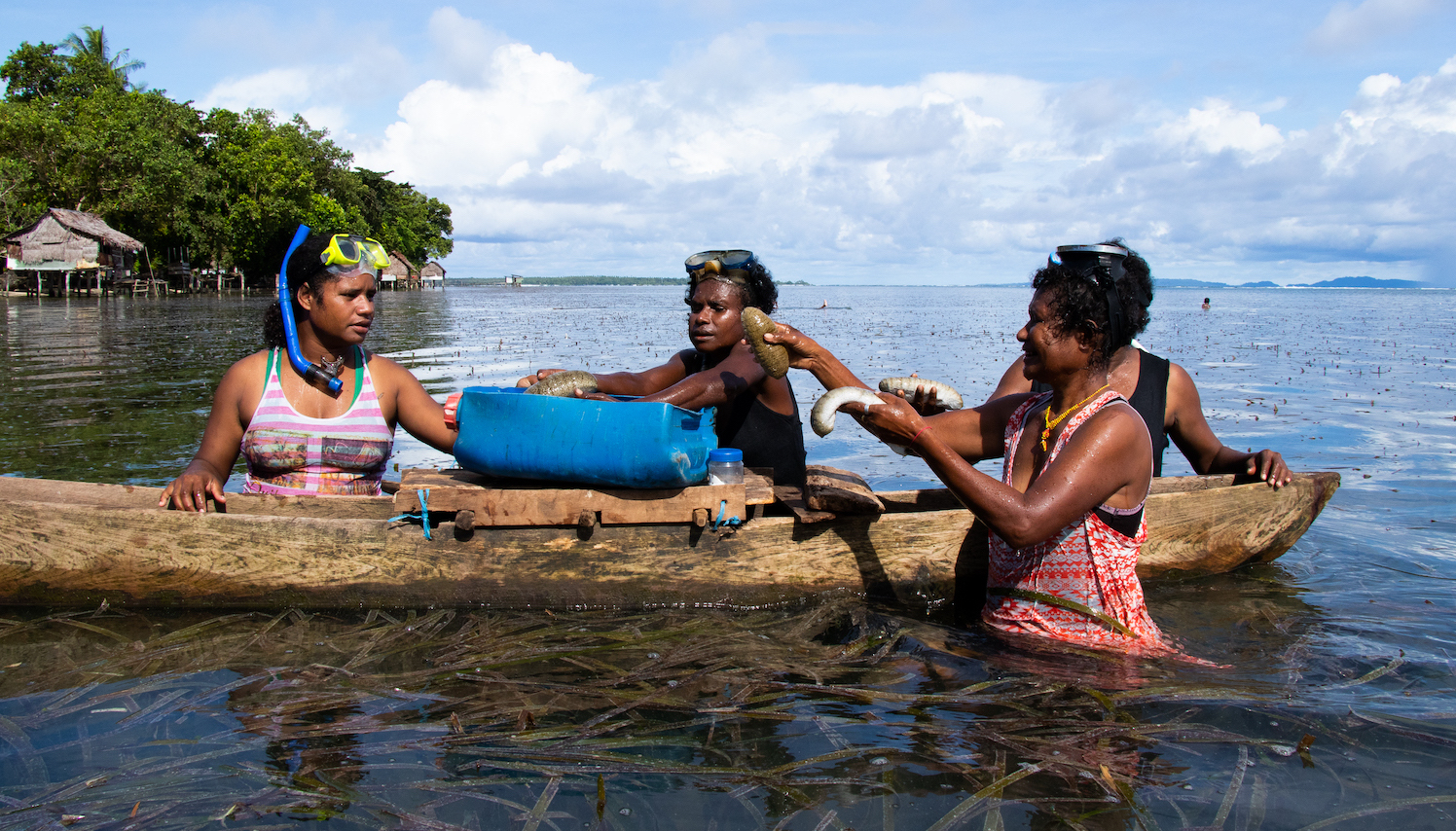 When Sea Cucumbers Spawn, Where Do Their Larvae Go? - Cool Green Science