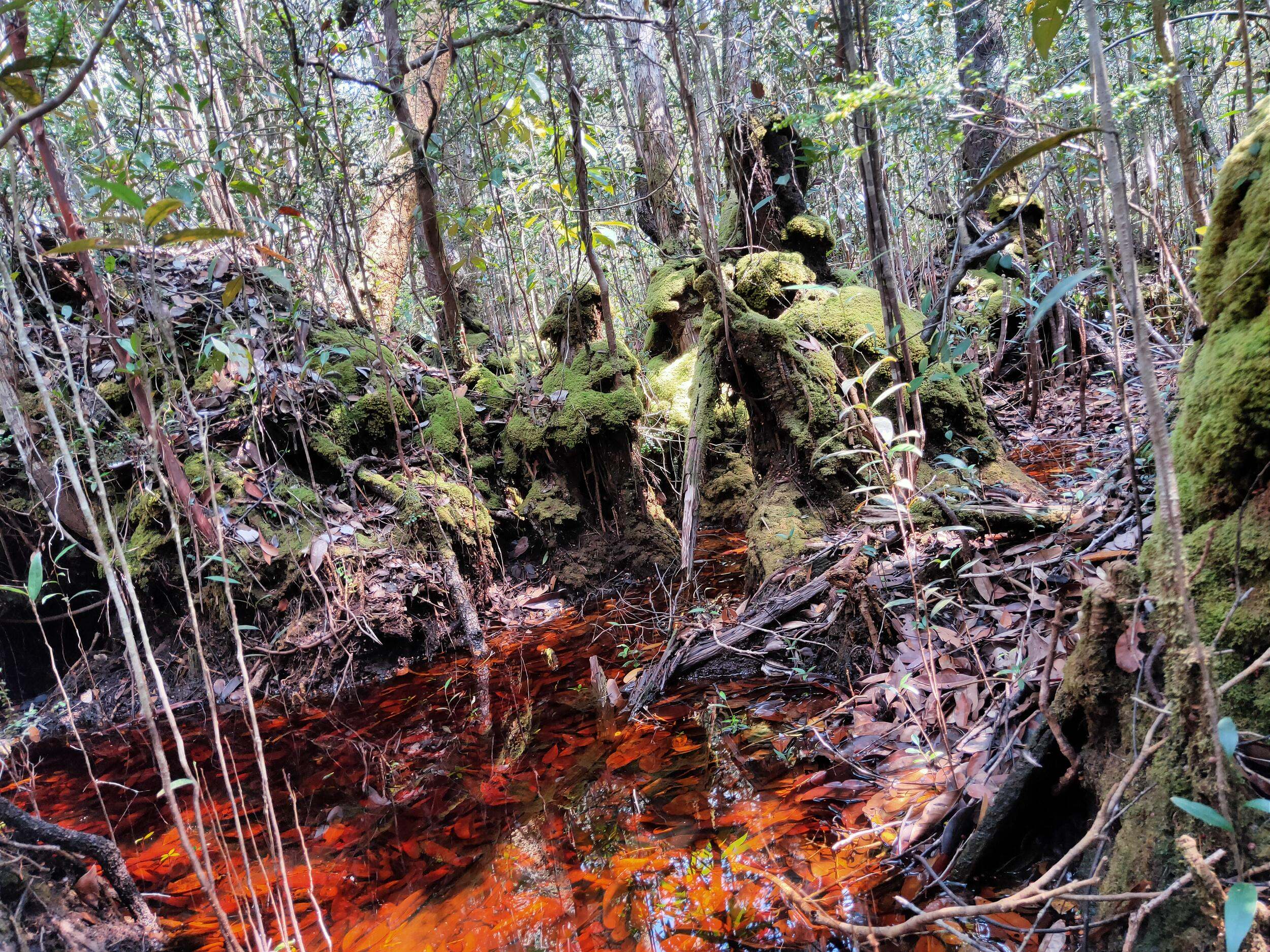 Peatlands Are One of Earth’s Most Underrated Ecosystems - Cool Green ...