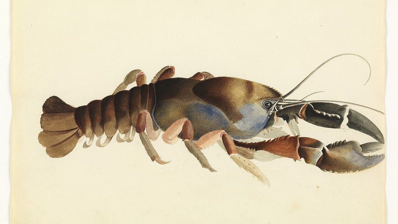Meet the World’s Largest Freshwater Crayfish - Cool Green Science