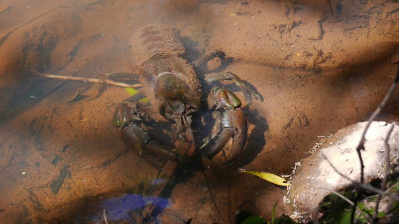 Meet the World’s Largest Freshwater Crayfish - Cool Green Science