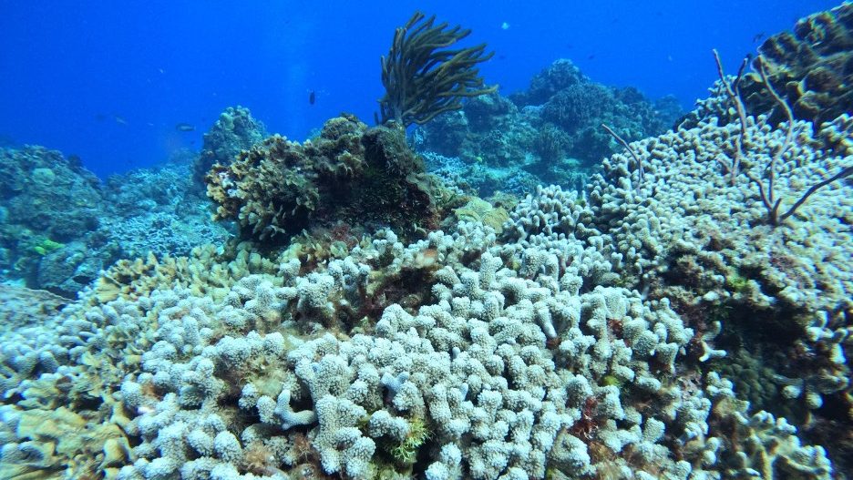 Studying Challenges to Cozumel's Coral Reefs - Cool Green Science