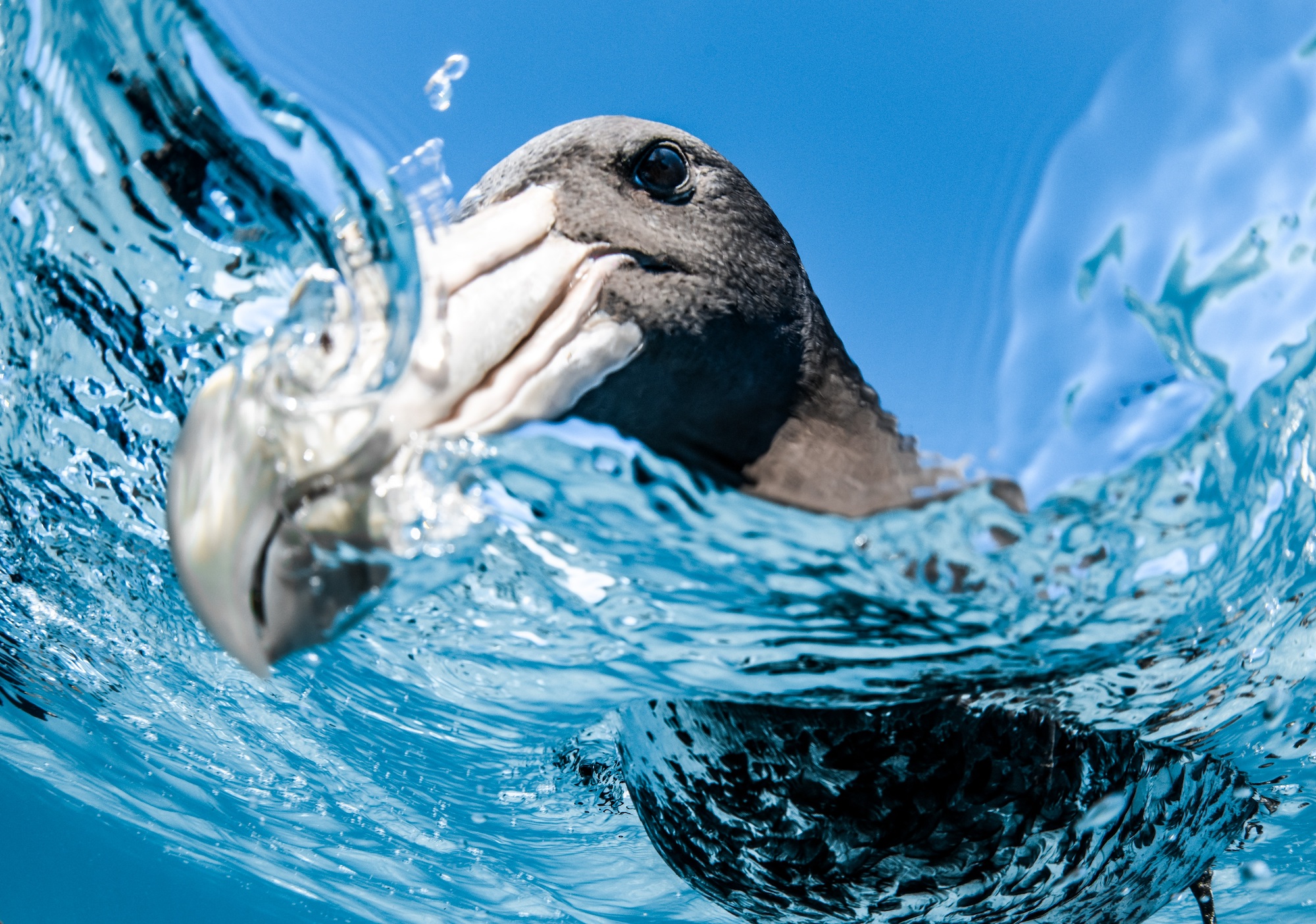 Extreme Birding: The Strange Magic of Pelagics - Cool Green Science