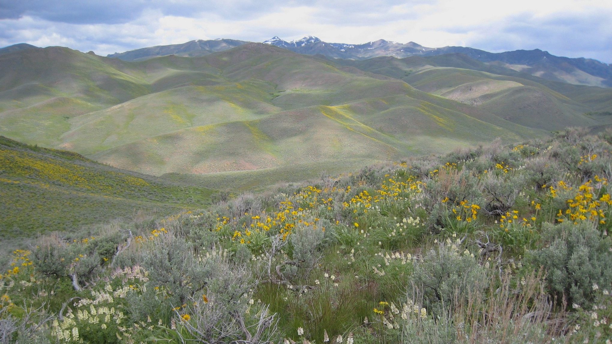 Six Spectacular Places to Experience the Sagebrush Sea - Cool Green Science