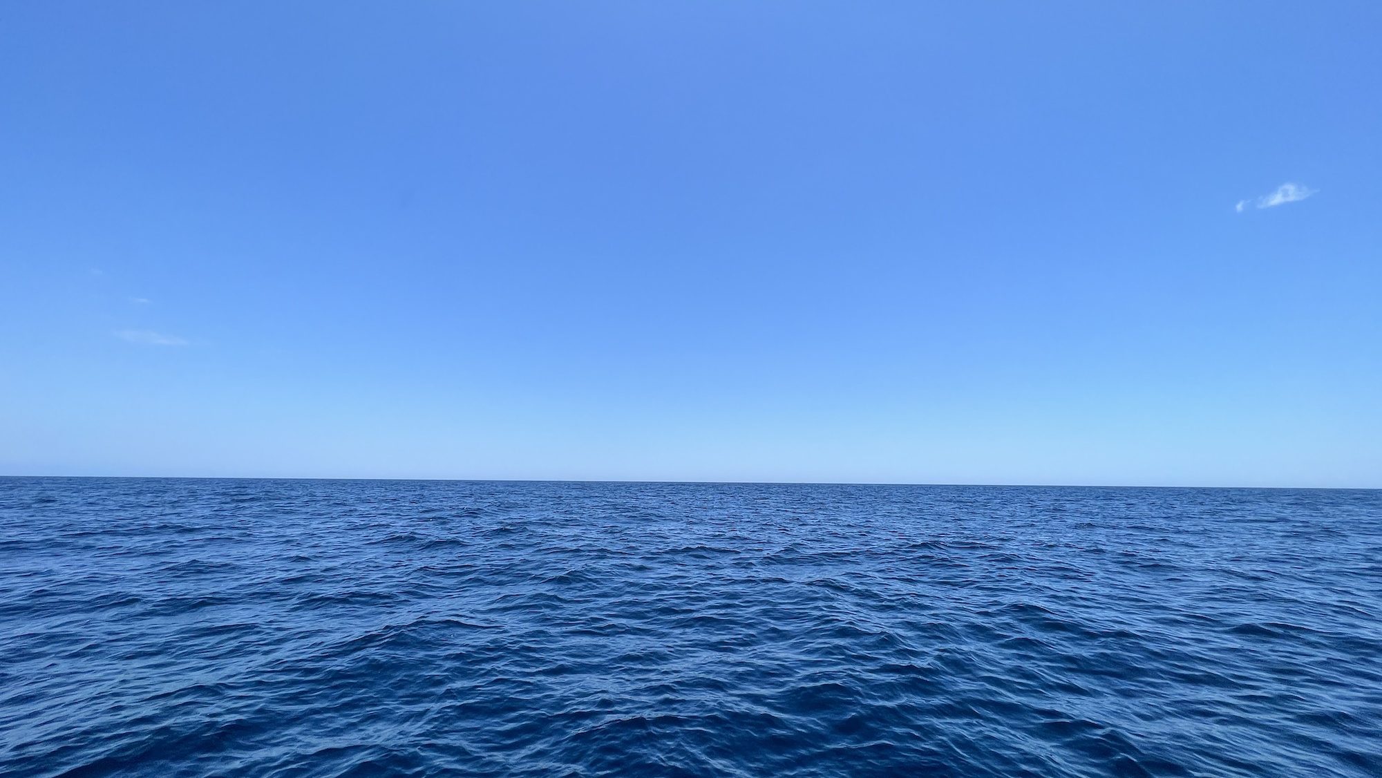 Extreme Birding: The Strange Magic of Pelagics - Cool Green Science