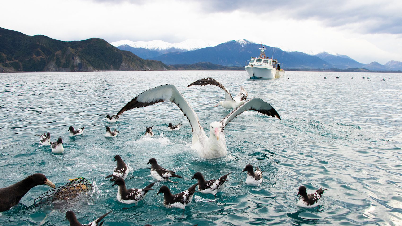 Extreme Birding: The Strange Magic of Pelagics - Cool Green Science