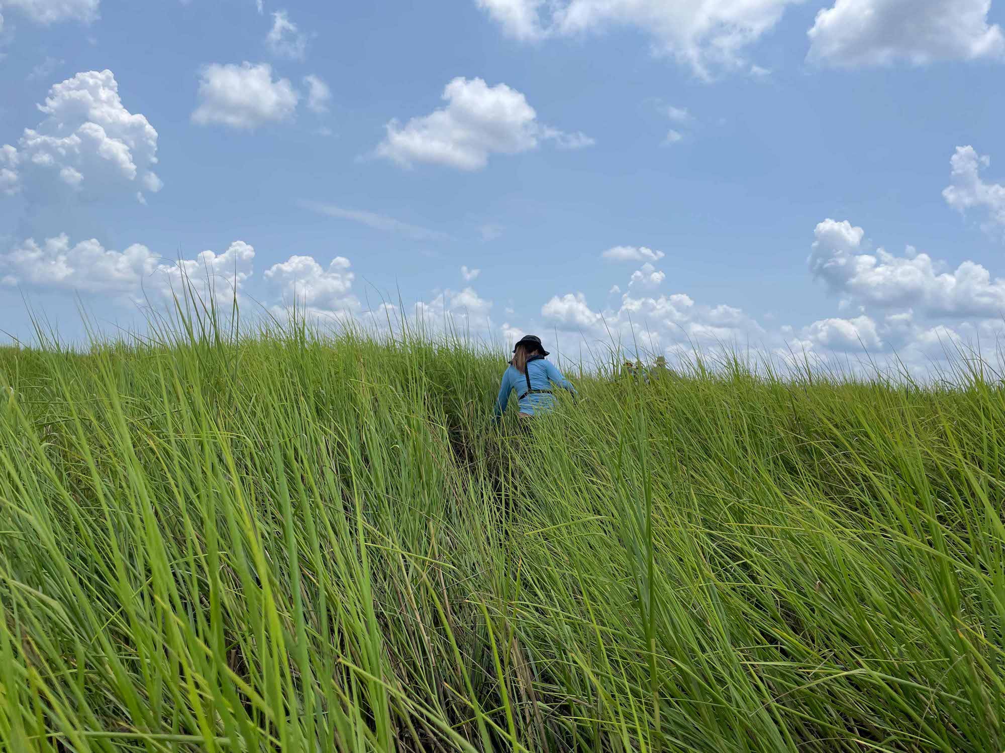 Marsh on the Move - Cool Green Science