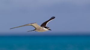 Extreme Birding: The Strange Magic of Pelagics - Cool Green Science