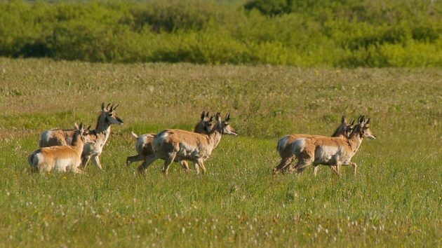 Pronghorn Place: Preserve Protects Wildlife Migration Route - Cool ...