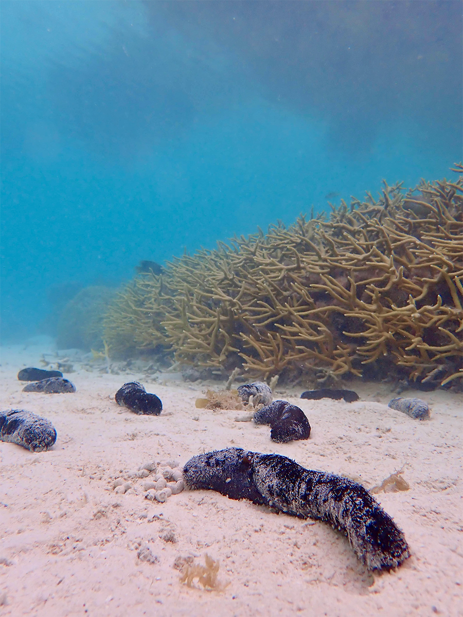 Want to Suppress Coral Disease? Bring Back Sea Cucumbers - Cool Green ...