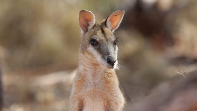 Saving Dixie: 24 Hours Caring for a Wallaby Joey - Cool Green Science