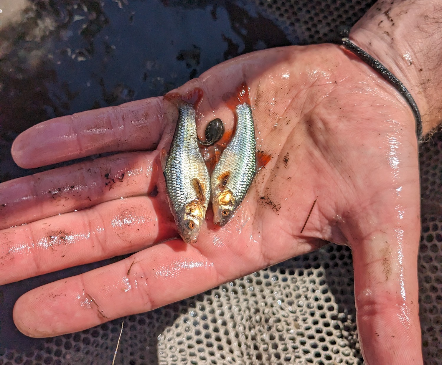 Restoring River Oxbows Benefits Endangered Fish - Cool Green Science