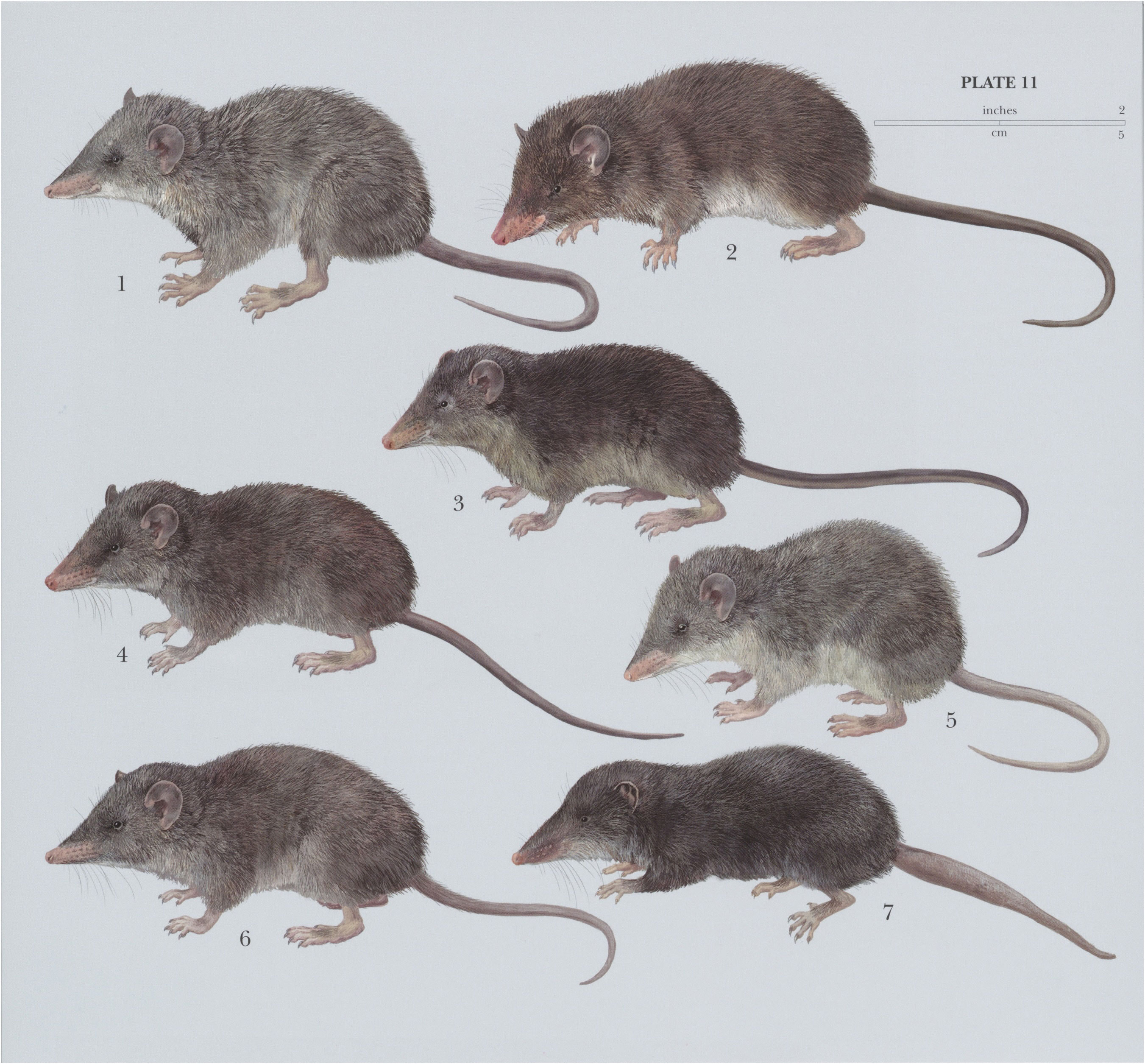 Meet the Mysterious Long-Nosed Chilean Shrew Opossum - Cool Green Science