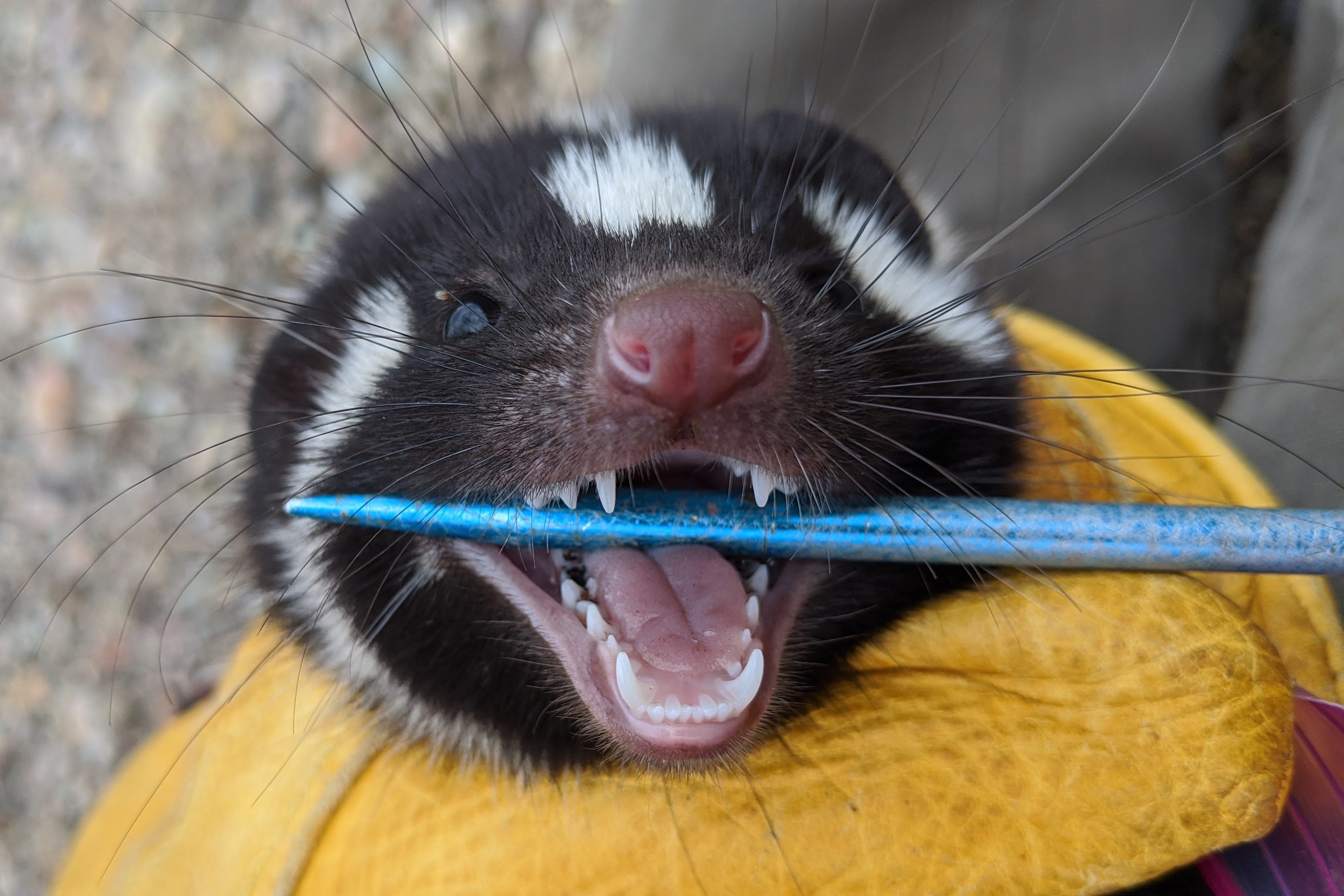 This Skunk Does Handstands. Yes, Handstands. - Cool Green Science