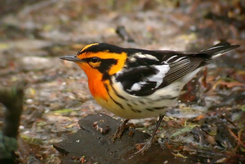 Cool Green Science - Stories of The Nature Conservancy