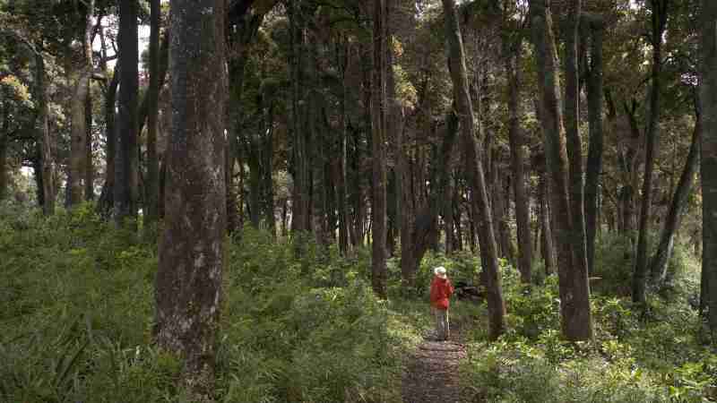 Meet the Mysterious Long-Nosed Chilean Shrew Opossum - Cool Green Science